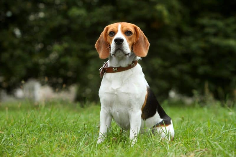 Beagle Labrador Mix (Beagador) im Portrait - Hunde2.de