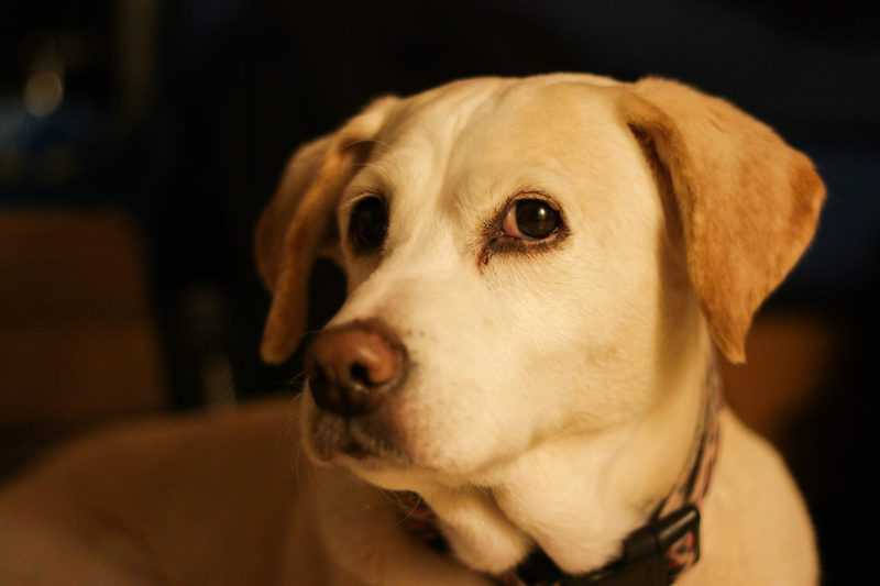 Beagle Labrador Mix (Beagador) im Portrait - Hunde2.de