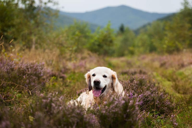 Golden Retriever Züchter in Baden-Württemberg (Bestenliste)