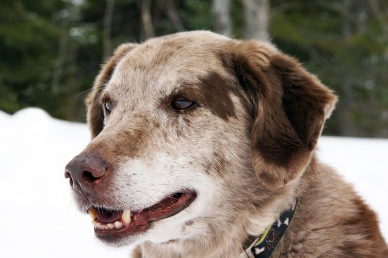 Die 12 schönsten Labrador-Mischlinge (Mix) mit 31 Bildern - Hunde2.de