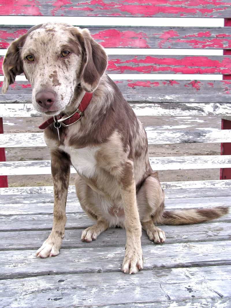 Die 12 schönsten Labrador-Mischlinge (Mix) mit 31 Bildern - Hunde2.de