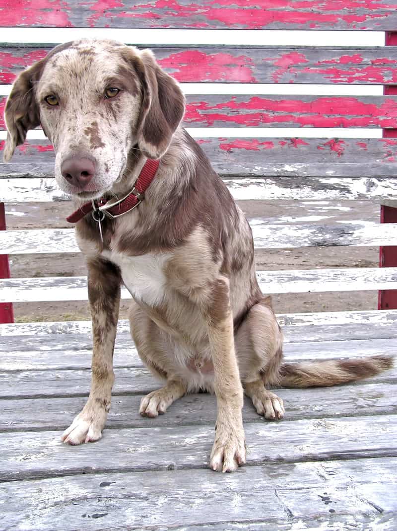 Labrador Australian Shepherd Mix (Aussiedor) im Portrait - Hunde2.de