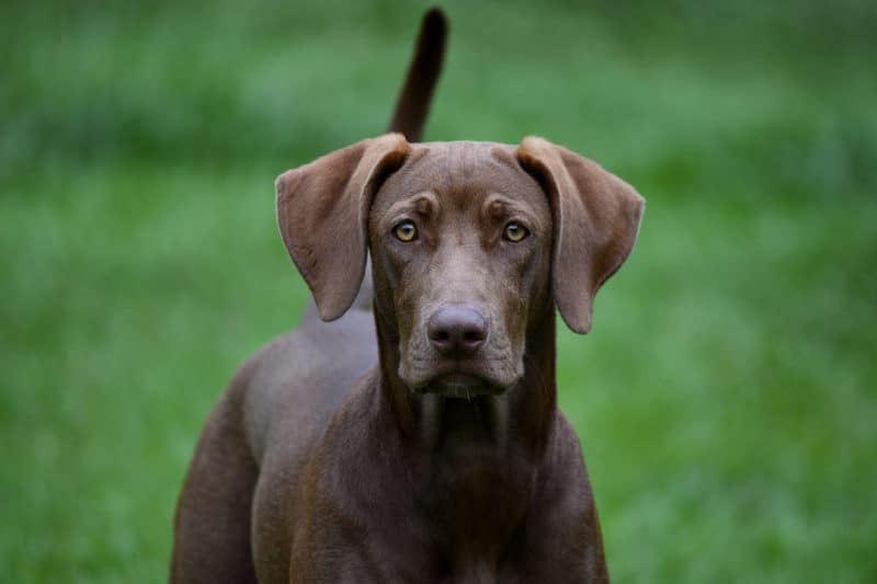 Labrador Weimaraner Mix (Labmaraner) im Portrait - Hunde2.de