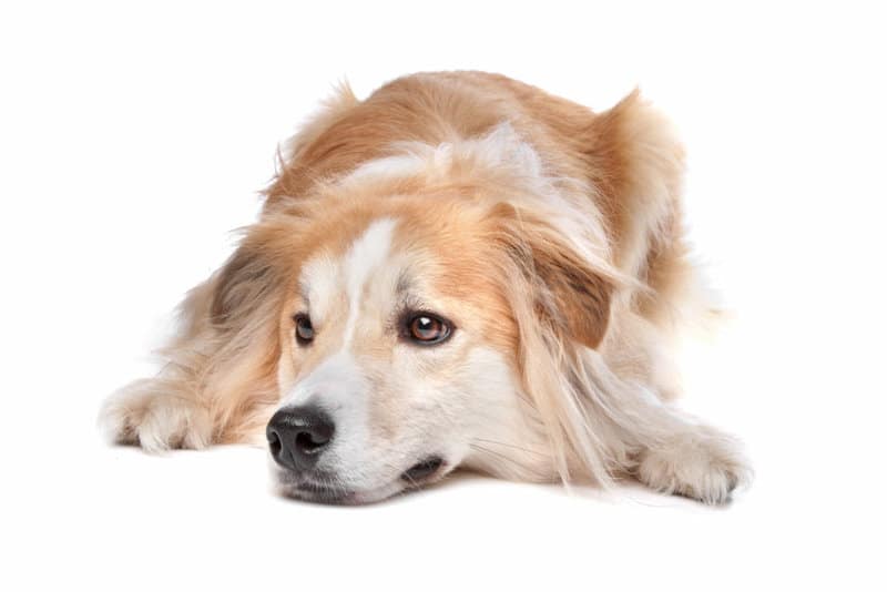 Golden Retriever Border Collie Mix ("Golden Collie") im Portrait ...