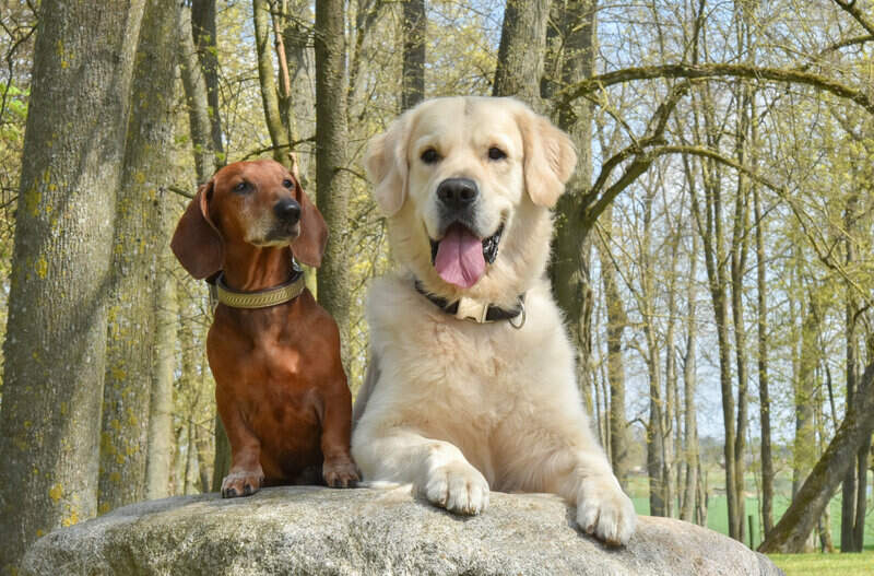 Golden Retriever Dackel Mix (Golden Dox) im Portrait - Hunde2.de