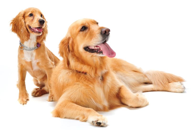 Golden Retriever Cocker Spaniel Mix (Cogol) im Portrait - Hunde2.de