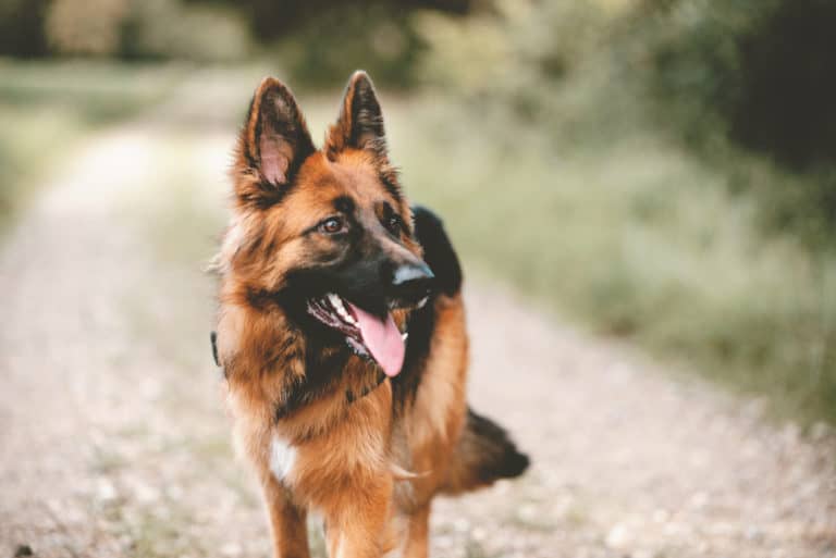 Spannende Paw Patrol Hunderassen Fotos