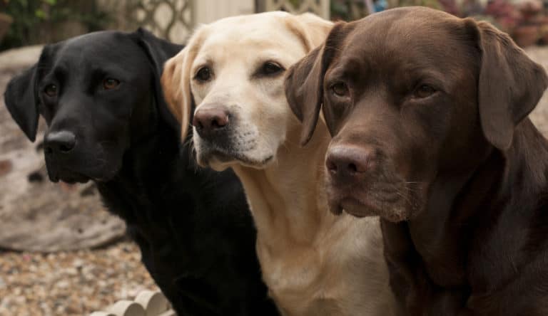 Labrador Retriever Farben: Fellfarben & Augenfarben (23 Bilder) - Hunde2.de
