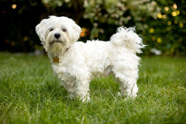 Die 8 schönsten kleinen Langhaar-Hunderassen (mit 25 Bildern) - Hunde2.de