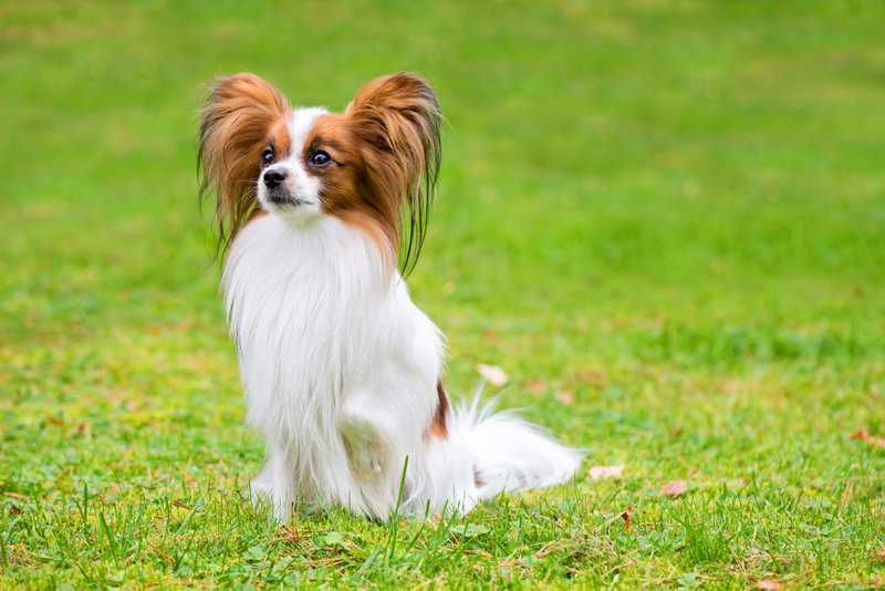 Papillon-Züchter mit Welpen in der Nähe (Liste) - Hunde2.de