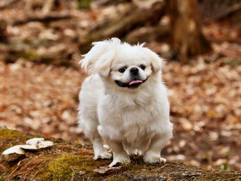 Die 8 schönsten kleinen Langhaar-Hunderassen (mit 25 Bildern) - Hunde2.de