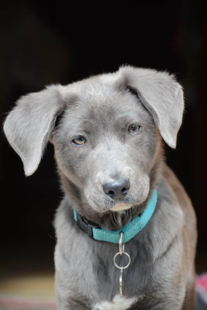 Labrador Australian Shepherd Mix (Aussiedor) im Portrait - Hunde2.de