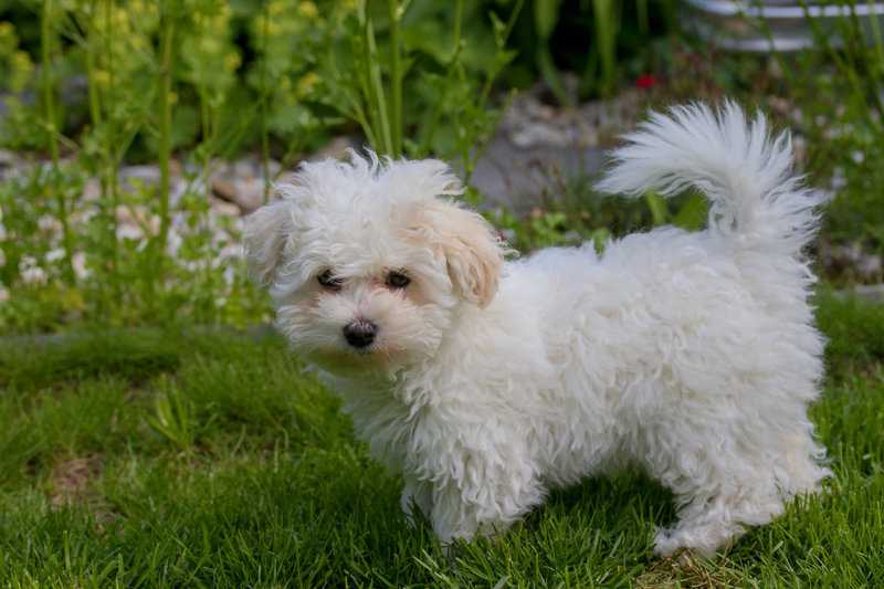 8 kleine weiße Hunderassen (mit 23 Bildern) - Hunde2.de