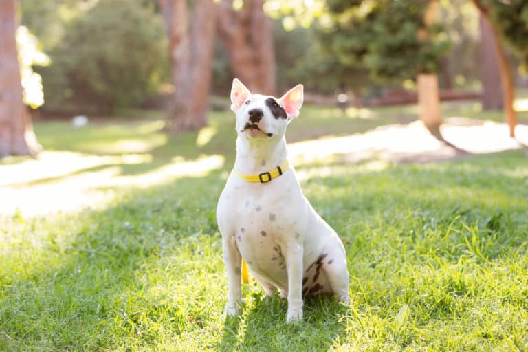 Coole Hunderassen: Die 8 coolsten Rassen (mit 25 Bildern) - Hunde2.de