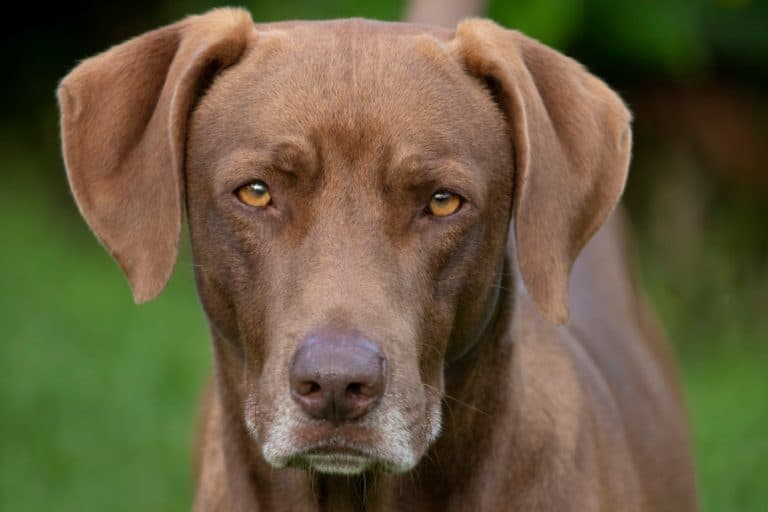 Labrador Weimaraner Mix (Labmaraner) im Portrait - Hunde2.de