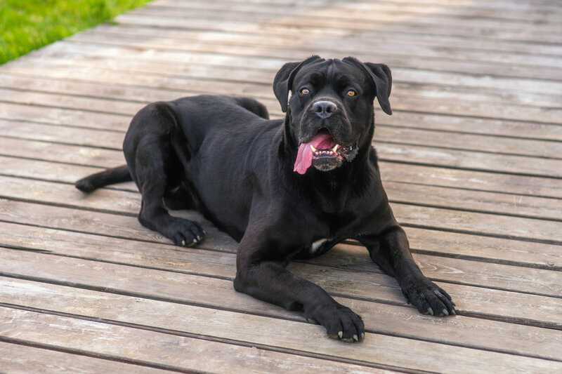Cane Corso Farben: Alle Fellfarben & Augenfarben (33 Bilder) - Hunde2.de