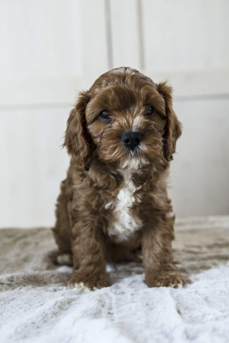 Cavapoo-Züchter mit Welpen in Österreich - Hunde2.de