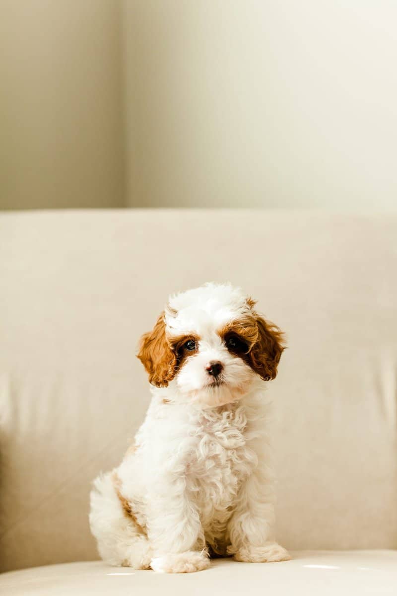 Cavapoo-Züchter mit Welpen in Bayern - Hunde2.de
