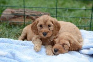 Cockapoo-Züchter mit Welpen in NRW (Nordrhein-Westfalen) - Hunde2.de