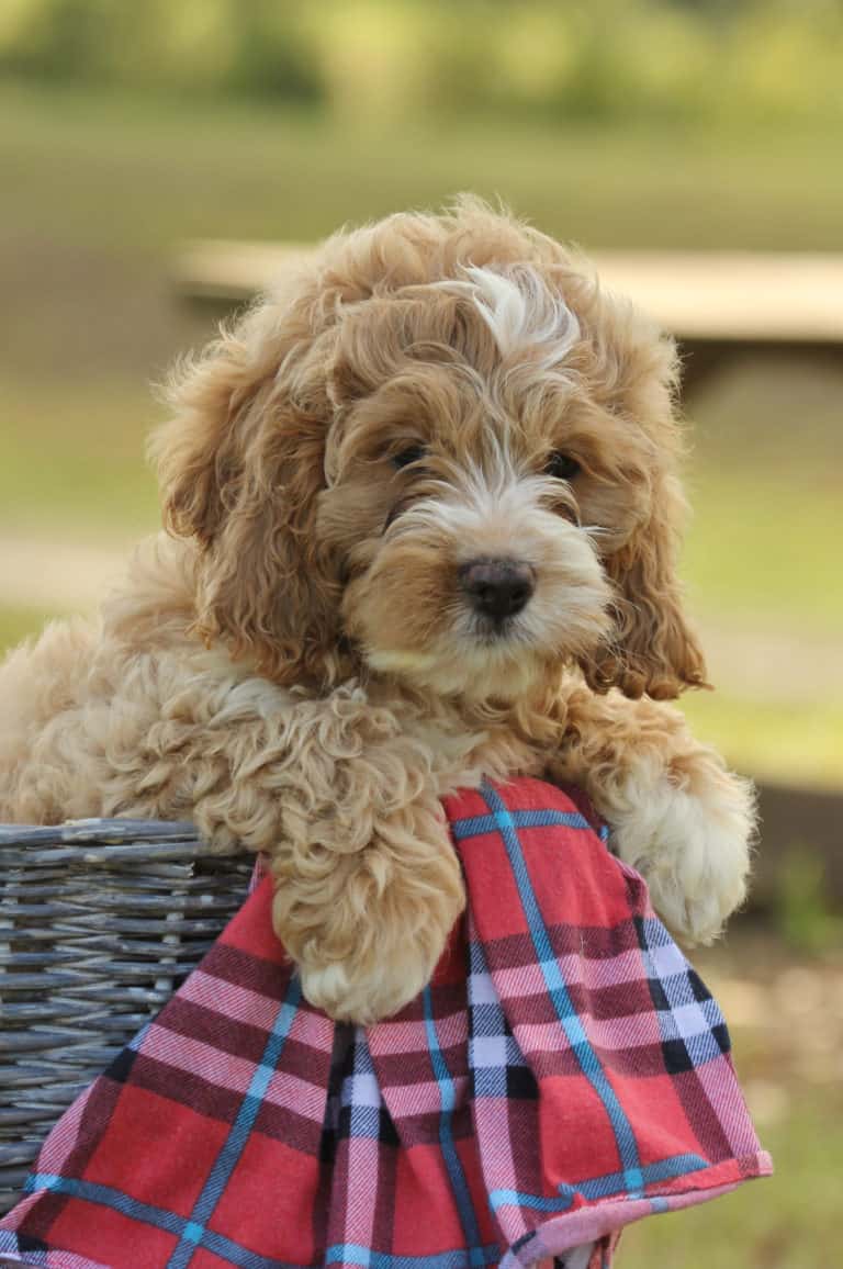 Cockapoo-Züchter mit Welpen in NRW (Nordrhein-Westfalen) - Hunde2.de