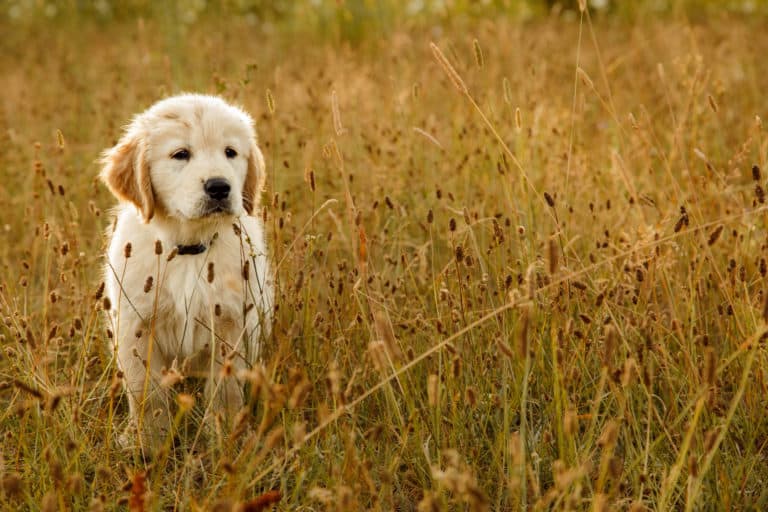 Golden Retriever Züchter in Baden-Württemberg (Bestenliste)