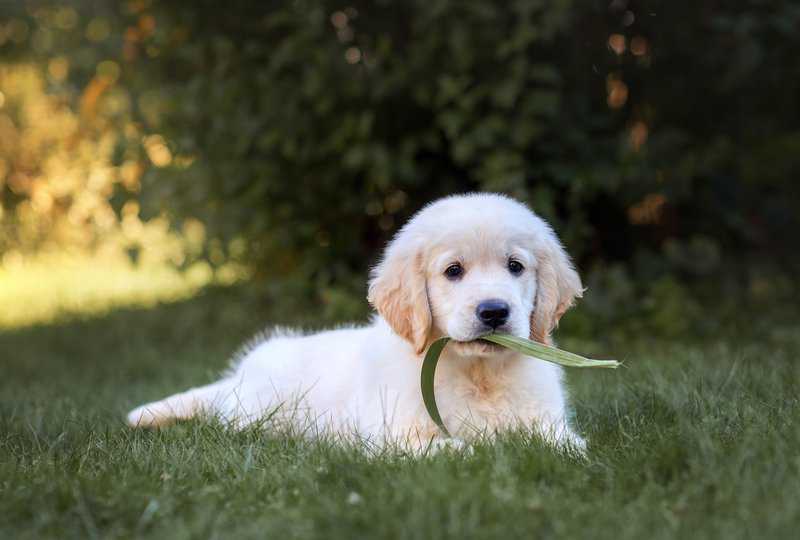 Golden Retriever Züchter in Baden-Württemberg (Bestenliste)