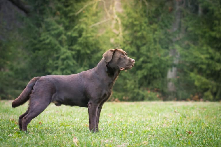 Die 12 schönsten Labrador-Mischlinge (Mix) mit 31 Bildern - Hunde2.de