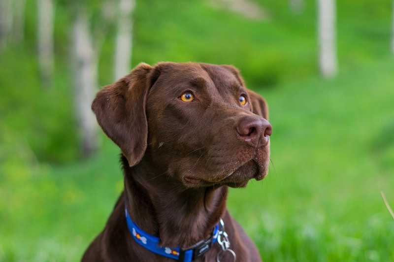 Labrador Retriever Farben: Fellfarben & Augenfarben (23 Bilder) - Hunde2.de