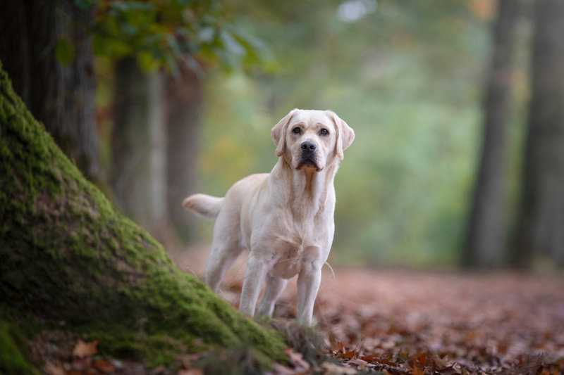 Labrador Retriever Farben: Fellfarben & Augenfarben (23 Bilder) - Hunde2.de