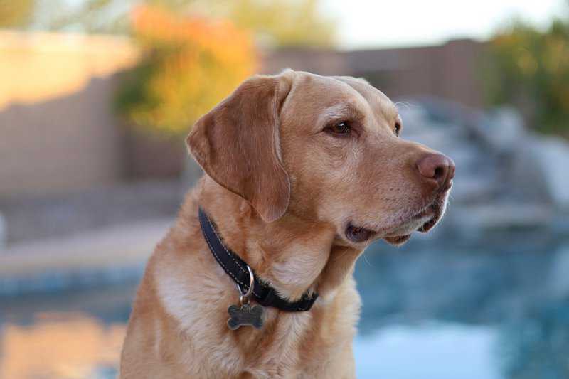 Labrador Retriever Farben: Fellfarben & Augenfarben (23 Bilder) - Hunde2.de