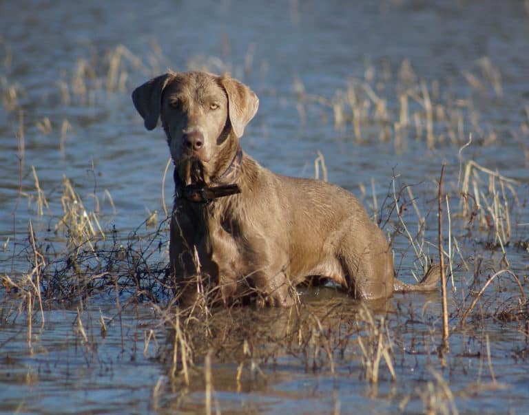Labrador Retriever Farben: Fellfarben & Augenfarben (23 Bilder) - Hunde2.de
