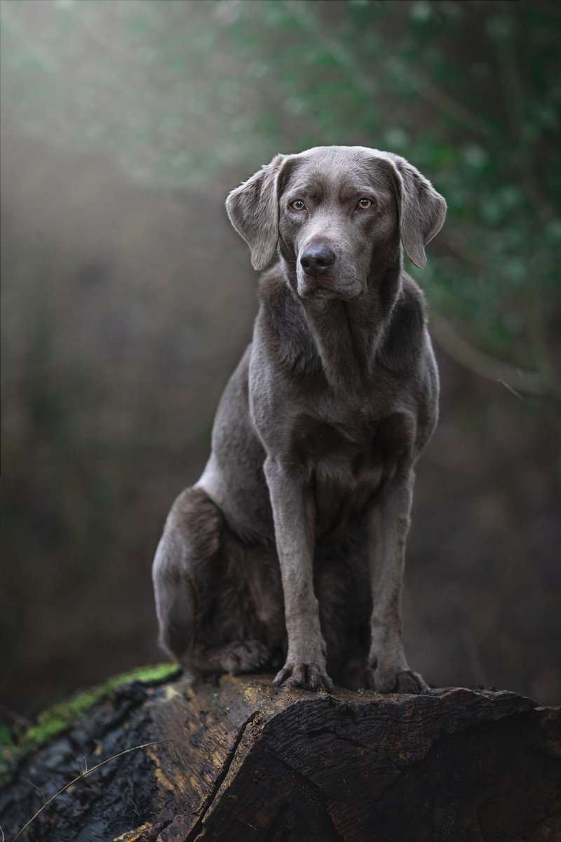 Labrador Retriever Farben: Fellfarben & Augenfarben (23 Bilder) - Hunde2.de