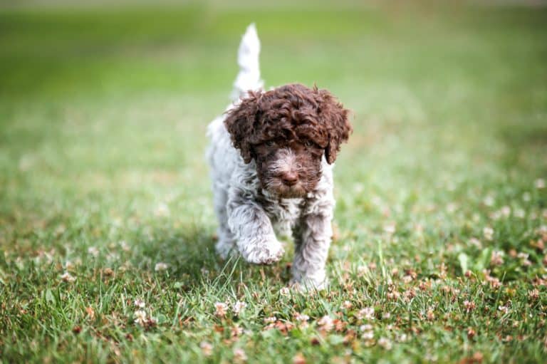 Lagotto Romagnolo Züchter mit Welpen in Bayern - Hunde2.de