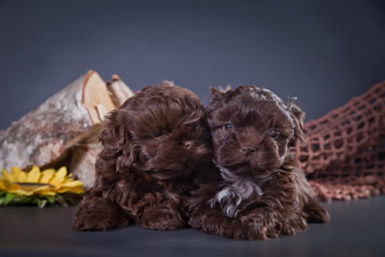 Bolonka Zwetna Züchter mit Welpen in der Schweiz - Hunde2.de