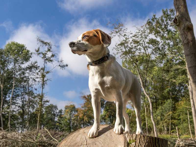 Beagle Jack Russell Mix (Jackabee) im Portrait - Hunde2.de
