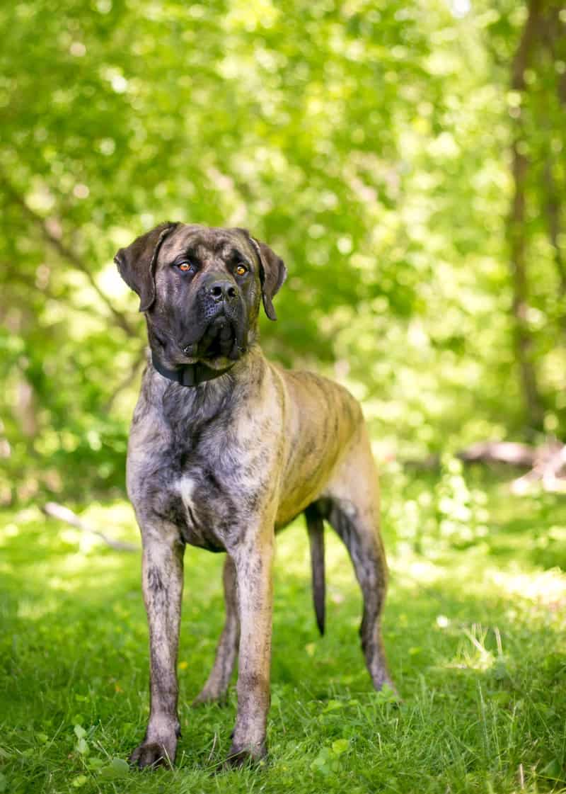 Boxer Cane Corso Mix (Cane Corxer) im Portrait - Hunde2.de