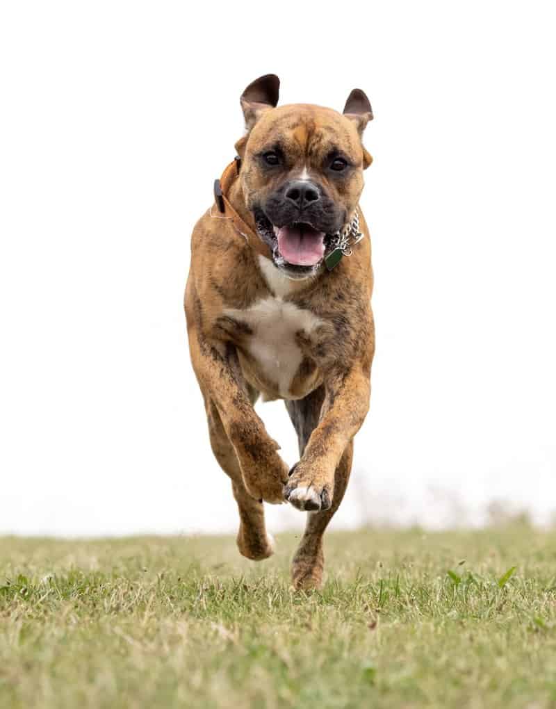 Boxer Cane Corso Mix (Cane Corxer) im Portrait - Hunde2.de