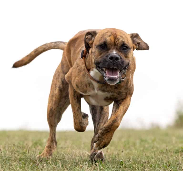 Boxer Cane Corso Mix (Cane Corxer) im Portrait - Hunde2.de