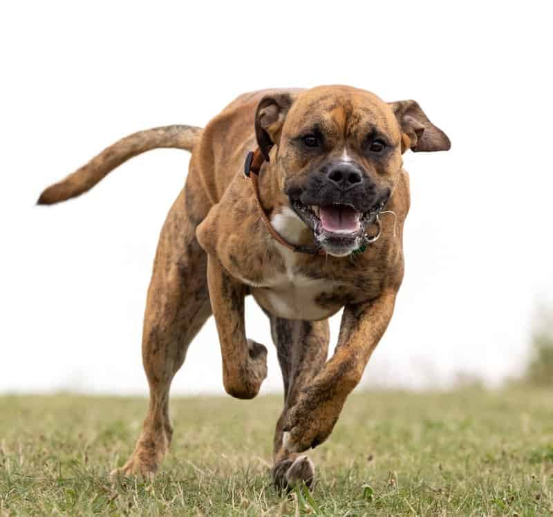 Boxer Cane Corso Mix (Cane Corxer) im Portrait - Hunde2.de