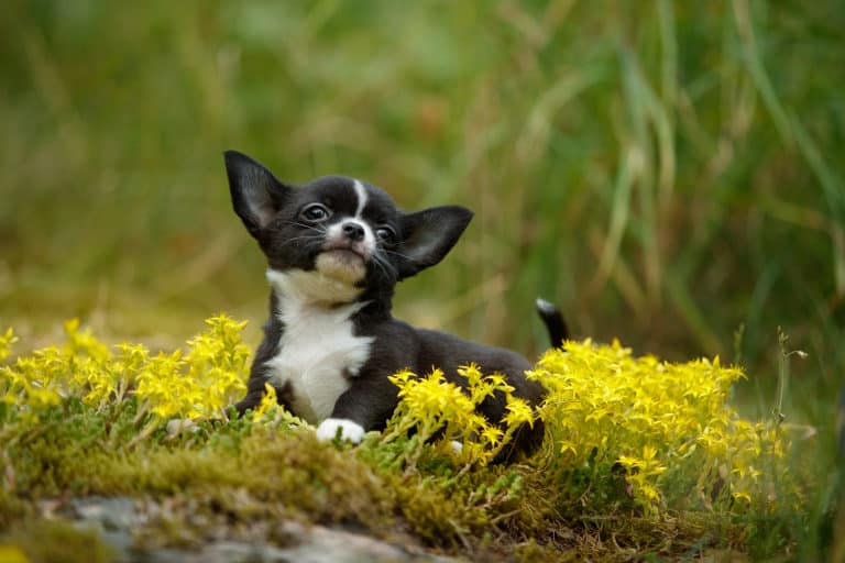 Chihuahua-Züchter mit Welpen in Bayern (unsere Favoriten) - Hunde2.de