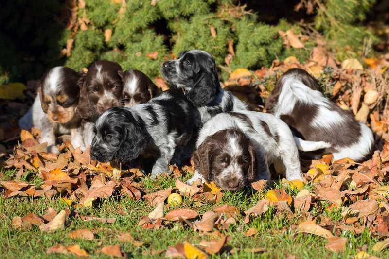 Cocker Spaniel Züchter mit Welpen in Hessen - Hunde2.de