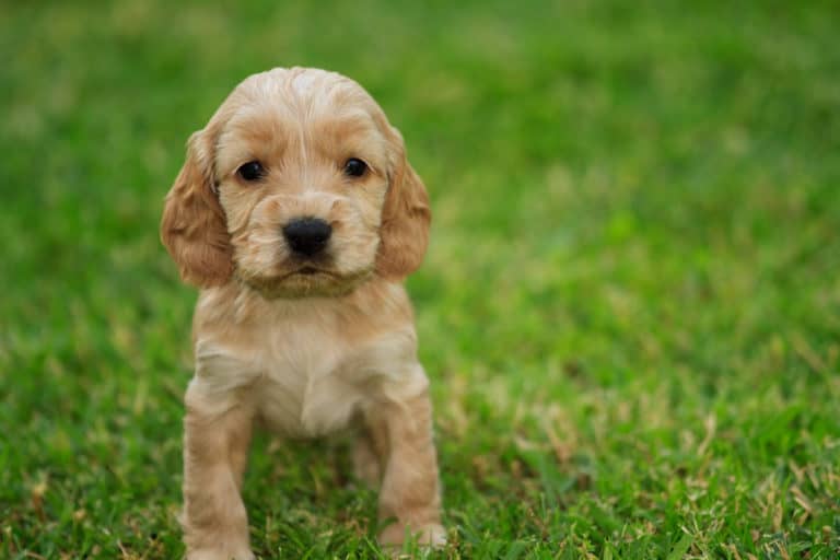 Cocker Spaniel Züchter mit Welpen in Hessen - Hunde2.de
