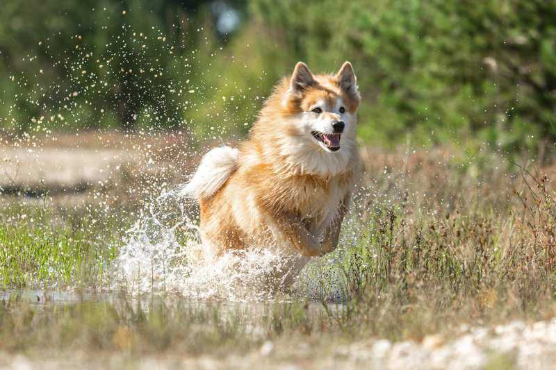 Die schönste isländische Hunderasse (mit 13 Bildern) - Hunde2.de