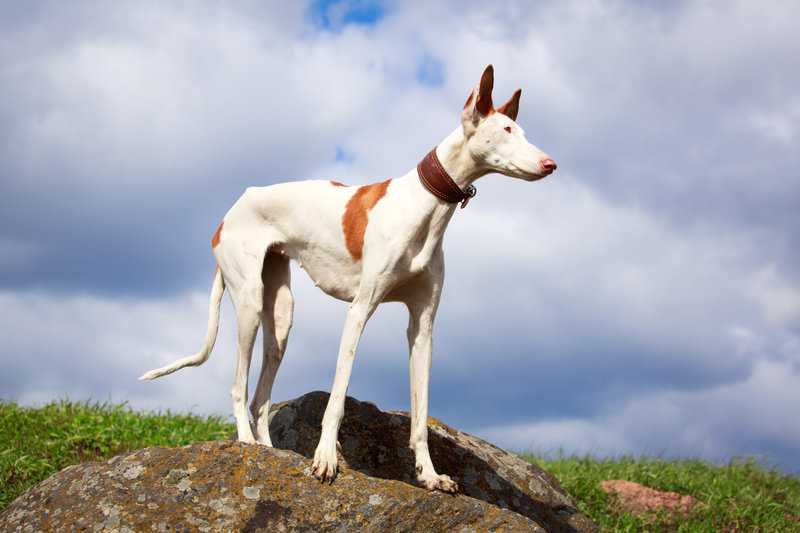 Die 8 schönsten spanischen Hunderassen (mit 23 Bildern) - Hunde2.de