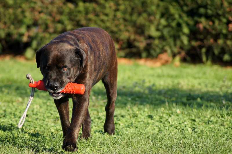 Rottweiler Cane Corso Mix (Rotticorso) im Portrait - Hunde2.de