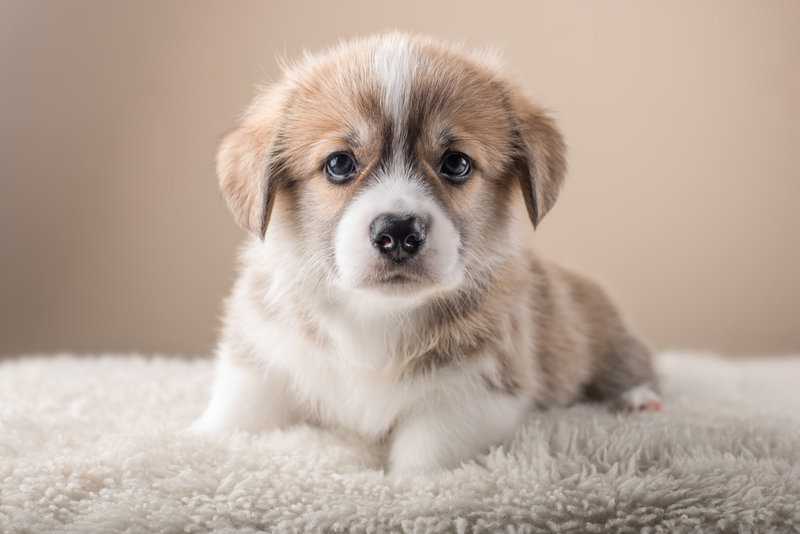 Corgi-Züchter mit Welpen in der Schweiz - Hunde2.de