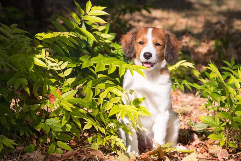 Die besten Kooikerhondje-Züchter mit Welpen in Bayern - Hunde2.de