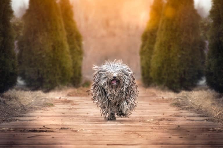 8 lustige Hunderassen (mit 23 Bildern) - Hunde2.de