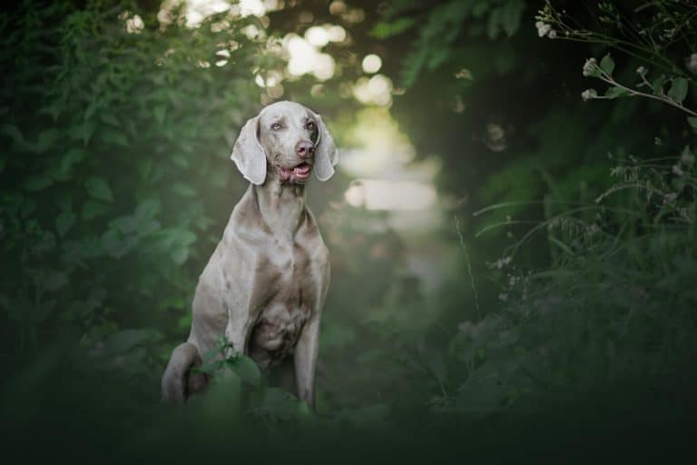 Die 8 schönsten Jagdhunderassen (mit 25 Bildern) - Hunde2.de