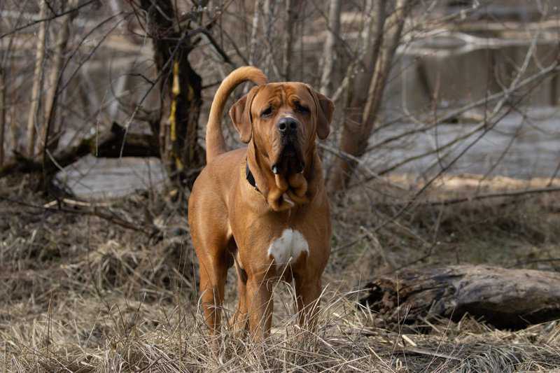 Die 8 größten Kampfhunde (mit Bildern) - Hunde2.de